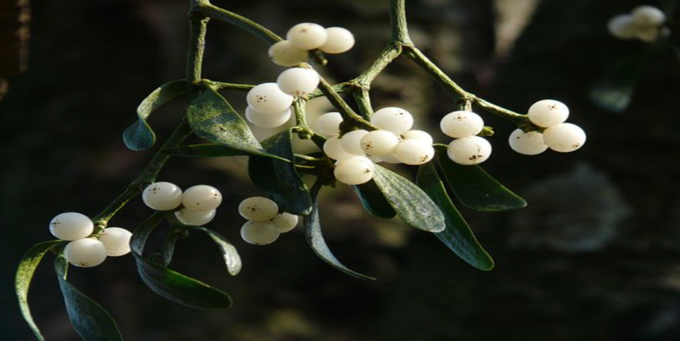 Mission Clinic » Mistletoe Therapy